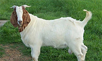 Mammals, birds, reptiles of India