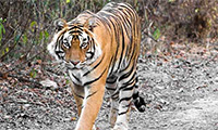Mammals, birds, reptiles of India